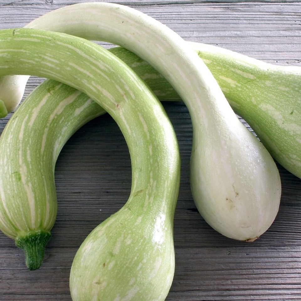 CLIMBING ITALIAN SQUASH / COURGETTE - TROMBETTA D'ALBENGA - 25 Seeds ...