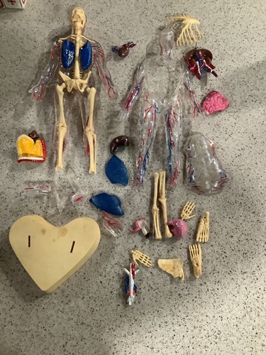 Human Body Assembly Torso Anatomy Model Educational Science Kit for ...