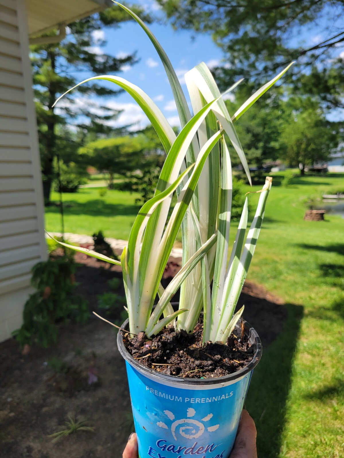 Zebra Iris Sweet Iris Zebra Grass Green & White Variegated Foliage ...