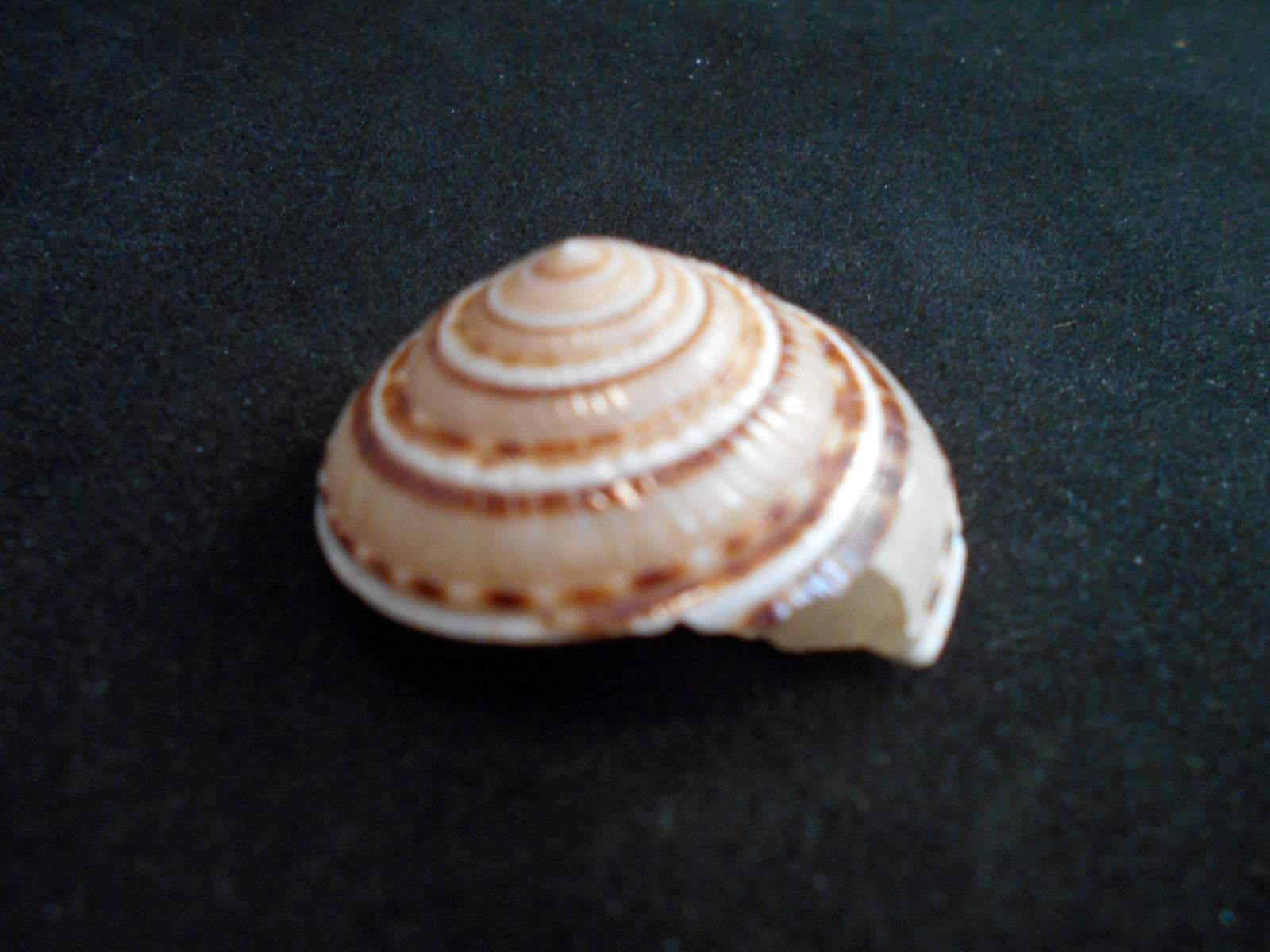 12 Small Sundial Shells Seashells 3/4-1 1/4" Ocean Arts & Crafts Beach ...