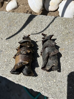 2 Horn Shark egg casing Heterodontus francisci | eBay