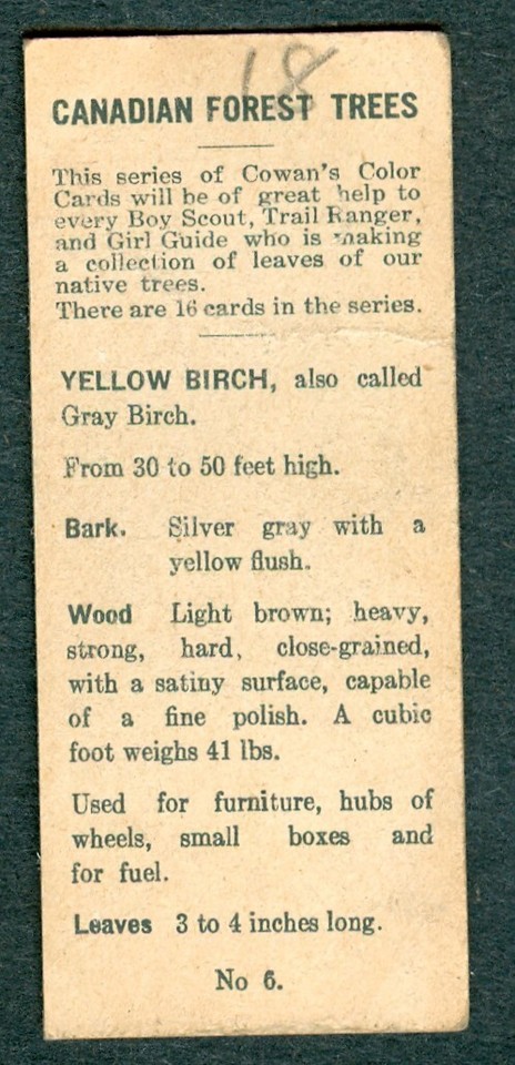 1920s Yellow Bird Tree Card COWAN'S Chocolate V11 Canadian Trees #6 ...