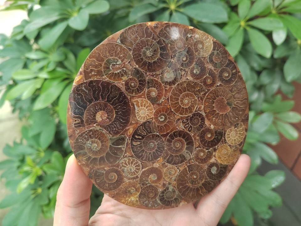 Natural Ammonite Disc Fossil Conch Specimen Healing +Stand 1PC | eBay