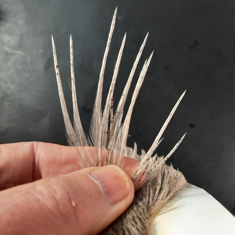 Metz Lt. Blue Dun #2 Half a Dry Fly Neck Cape Dry Fly Tying Feathers #G ...