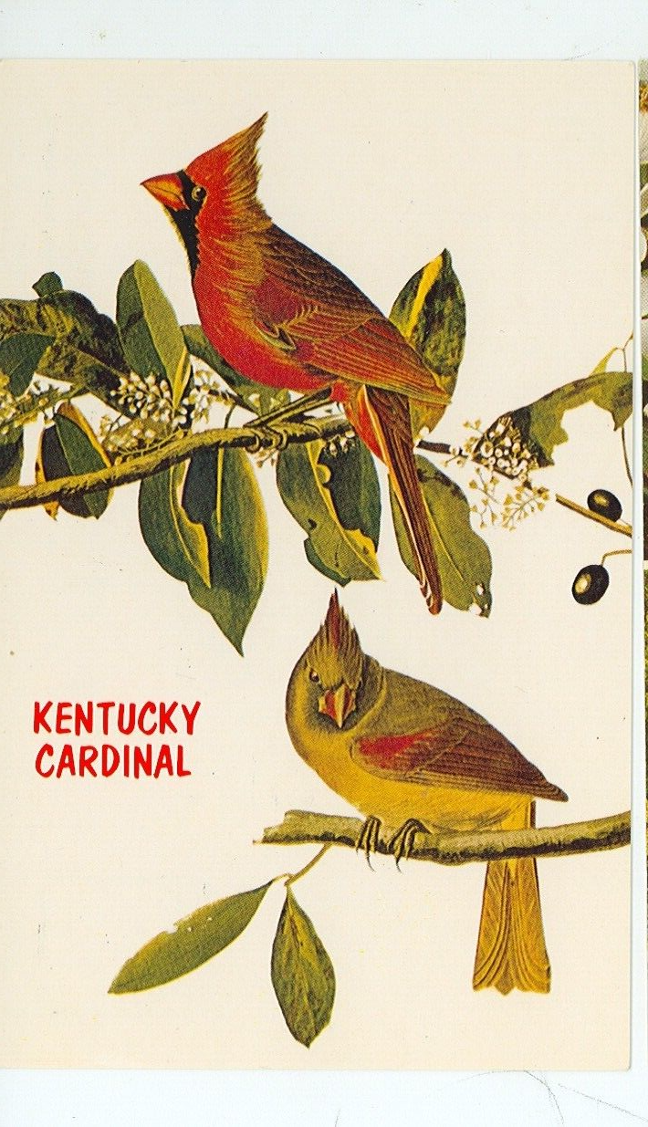 KENTUCKY-KENTUCKY CARDINALS-MALE/FEMALE-#KY11-(KY-MISC*) | eBay