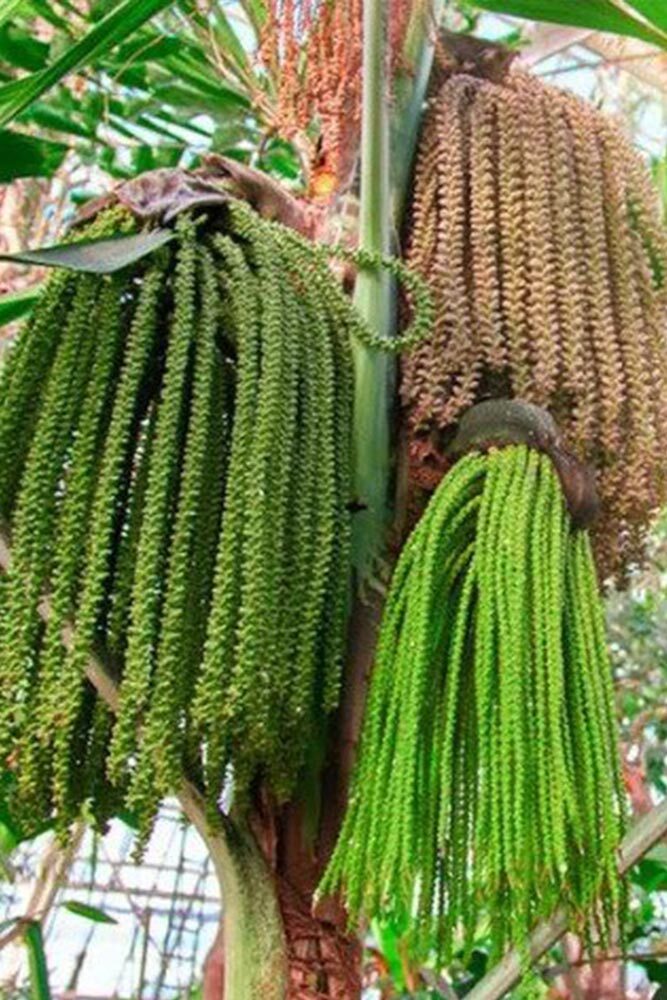 100% Organic kithul palm Syrup treacle 100% pure Natural 750 ml | eBay