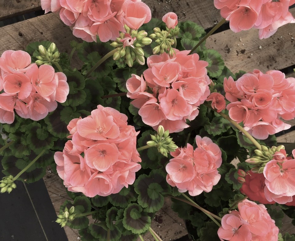 Coral Zonal Geranium Pelargonium .. Ten Plant Stem Cuttings for Rooting ...