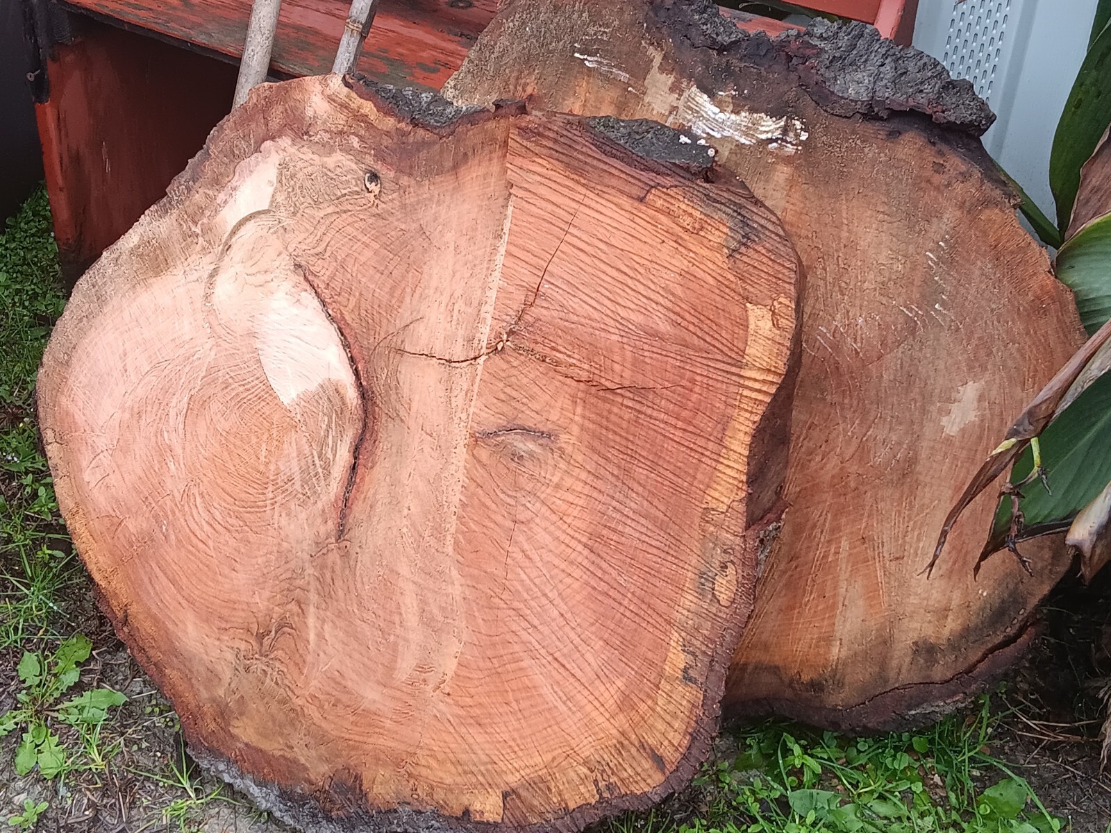Natural Live edge Pecan round wood slab tree slice, table tops, D.I.Y ...