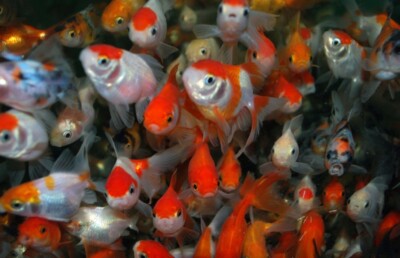2X Assorted ORANDA Fantail Goldfish 3 - 3.5" Live Fish for Pond *FAST ...