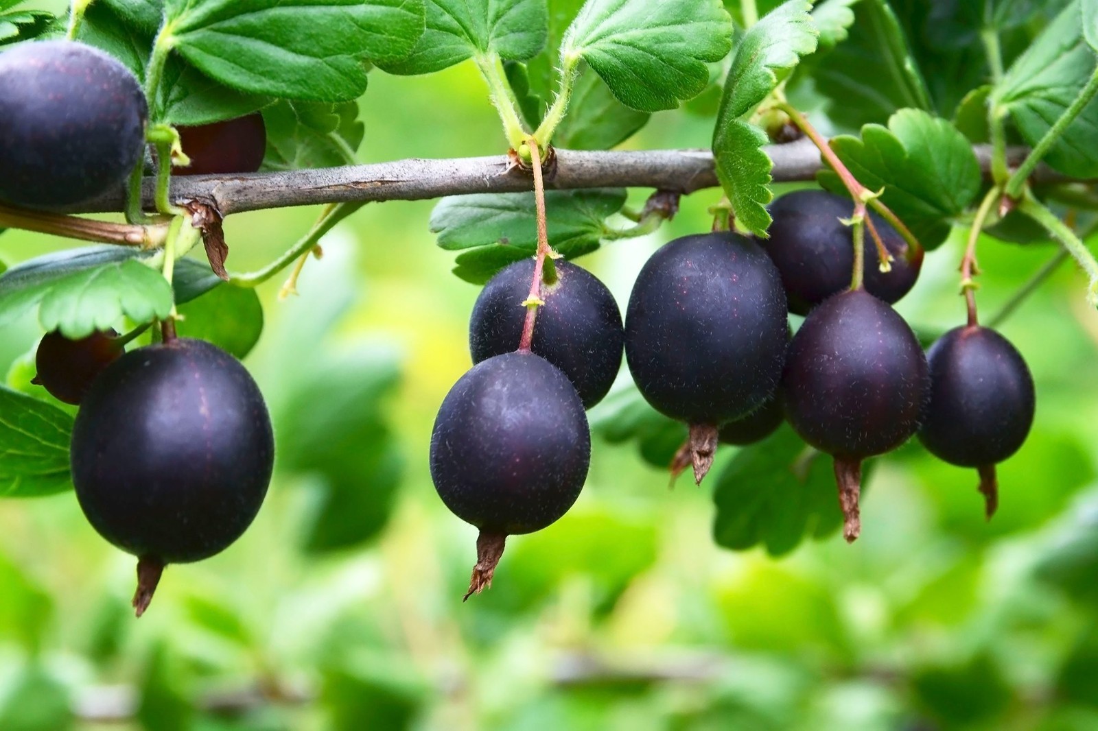 Jostaberry SEEDS (Ribes nigrum x gooseberry R. uva-crispa.) | eBay