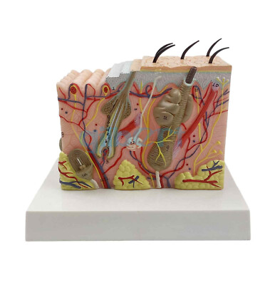 35X Life Size Human Stereoscopic Skin Epidermal Dermal Tissues Model ...