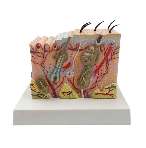 35X Life Size Human Stereoscopic Skin Epidermal Dermal Tissues Model ...