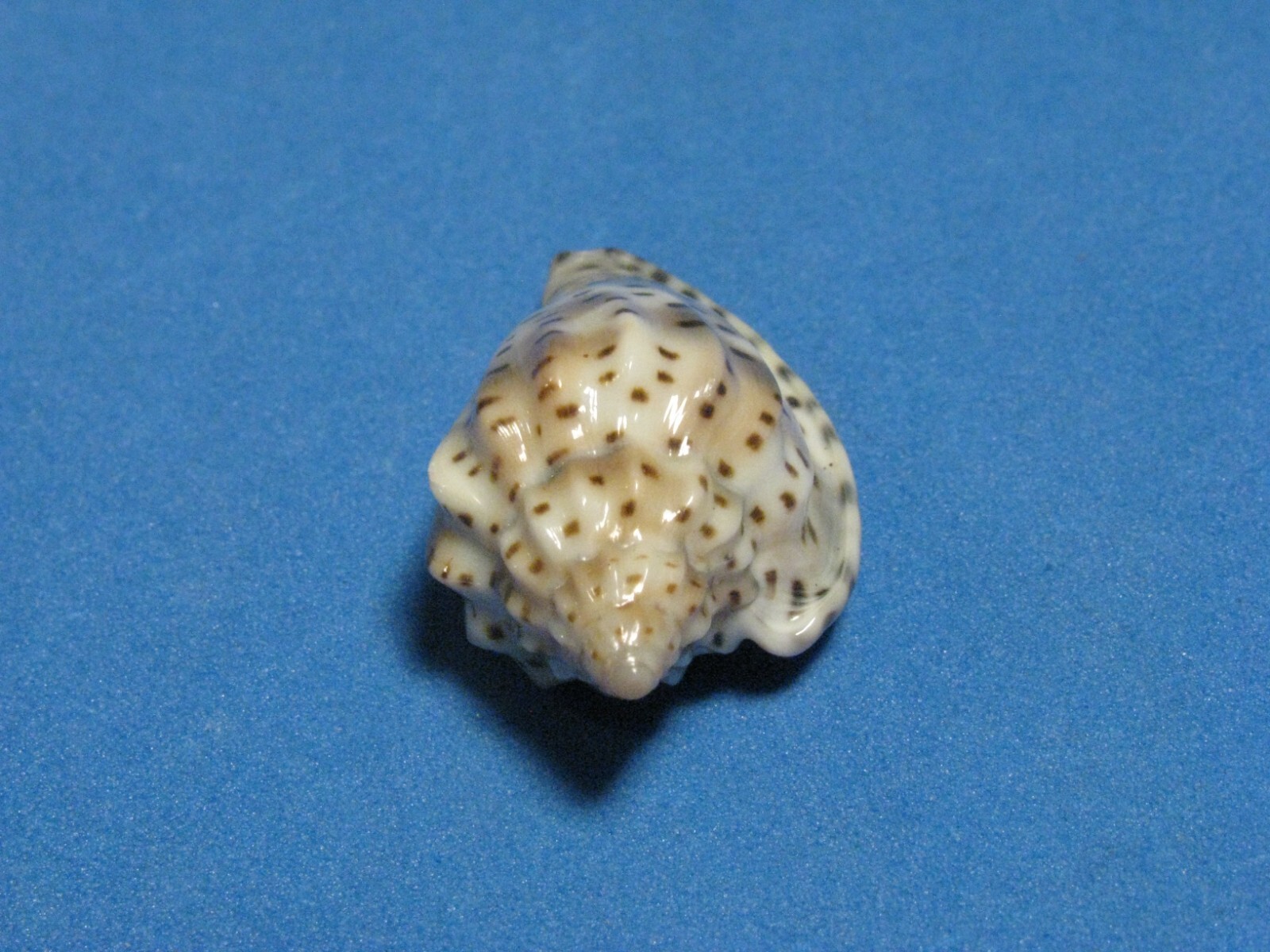 Marginella pseudofaba Sowerby, 1846 "A BEAUTIFUL REPRESENTATIVE!" (29.3mm) | eBay