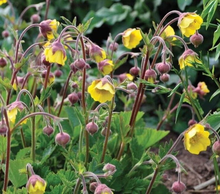 Geum rivale yellow Water avens 100 seeds + FREE REUSABLE PLANT LABEL ...