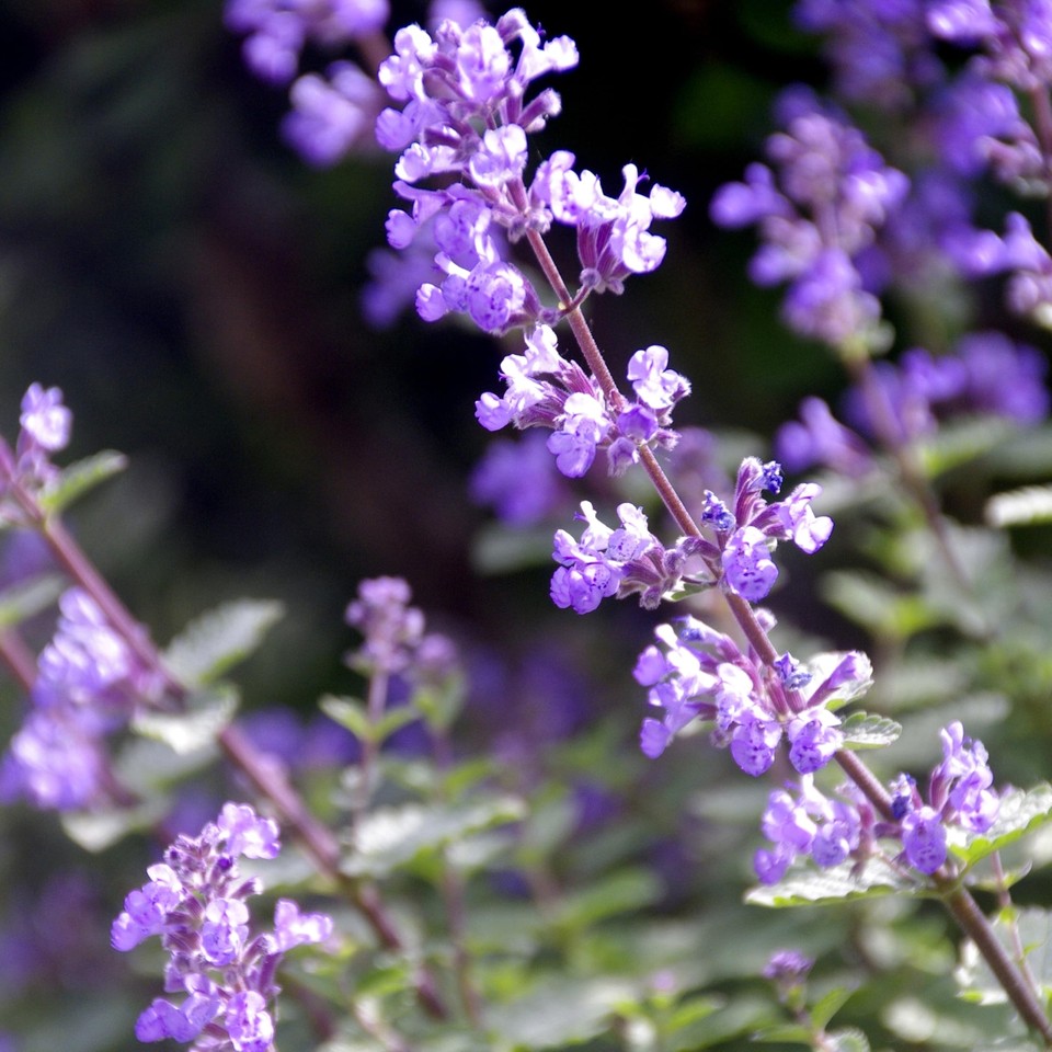 Nepeta faassenii 'Purrsian Blue' - Catmint Perennial Plant 1x 1L Potted ...
