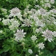 White Astrantia Major Seeds ~ 'Star of Billion' ~ The Great Masterwort ...
