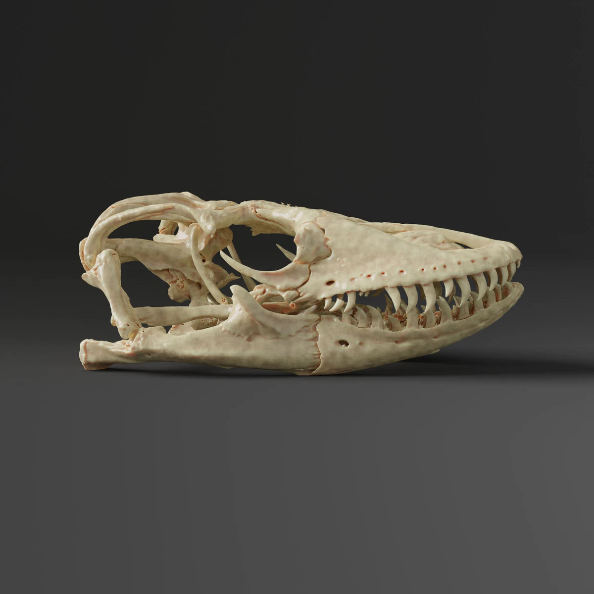 Komodo Dragon Skull Diagram