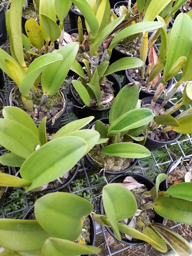 FPOrchids Cattleya Rlc. Waianae starburst 'Volcano Queen' | eBay