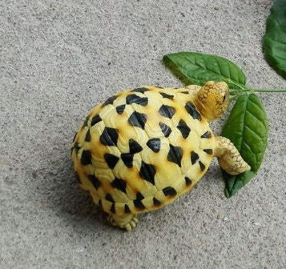 1:1 Life Size Baby Star Tortoise Turtle Replica Model Figurine Figure A ...