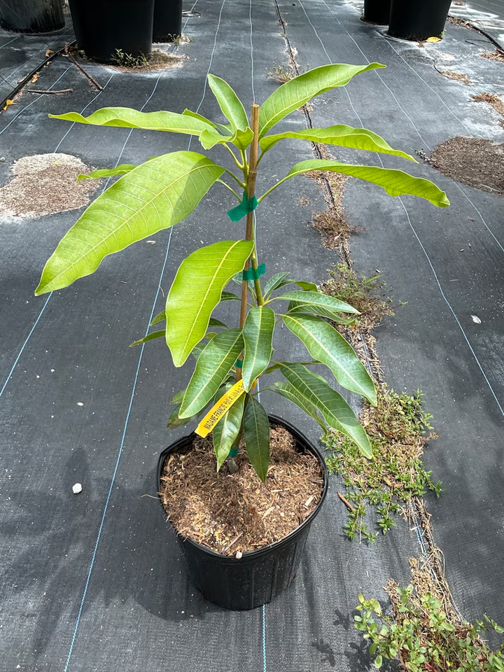 Delicious Rare Zill M4 Coconut Flavored Grafted 3 gallon Mango Tree 2-3 ...