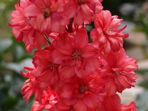Red Delphinium Flower 70 + Pure Seeds / Perennial | eBay