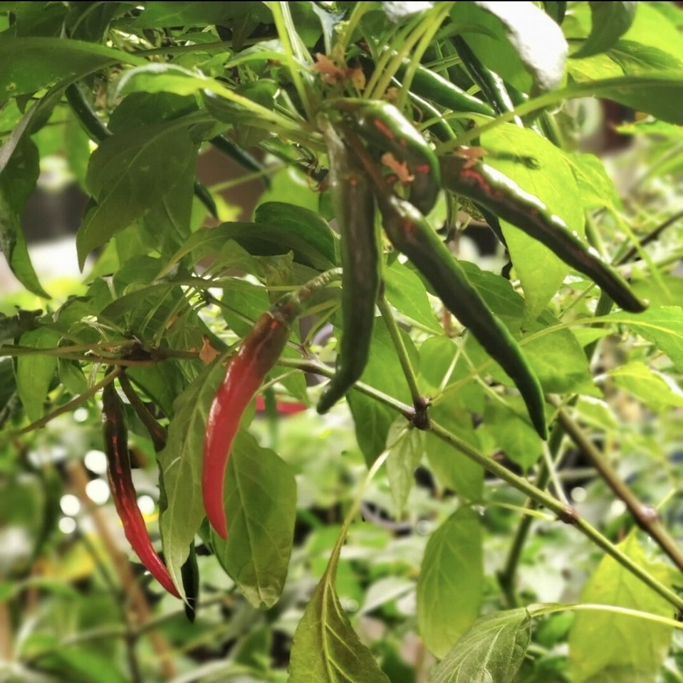 Thai Dragon Claw Pepper Seeds - (20) Home Grown in Oregon - Organic ...