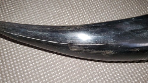 Vintage Mounted Steer Horns Leather Wrapped | eBay