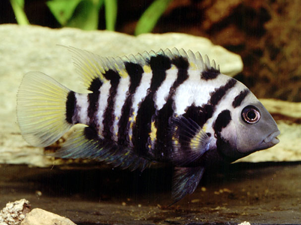 Convict Fish