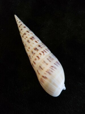 Terebridae -Terebra maculata 165.1mm F+++,marine gastropods conchology ...