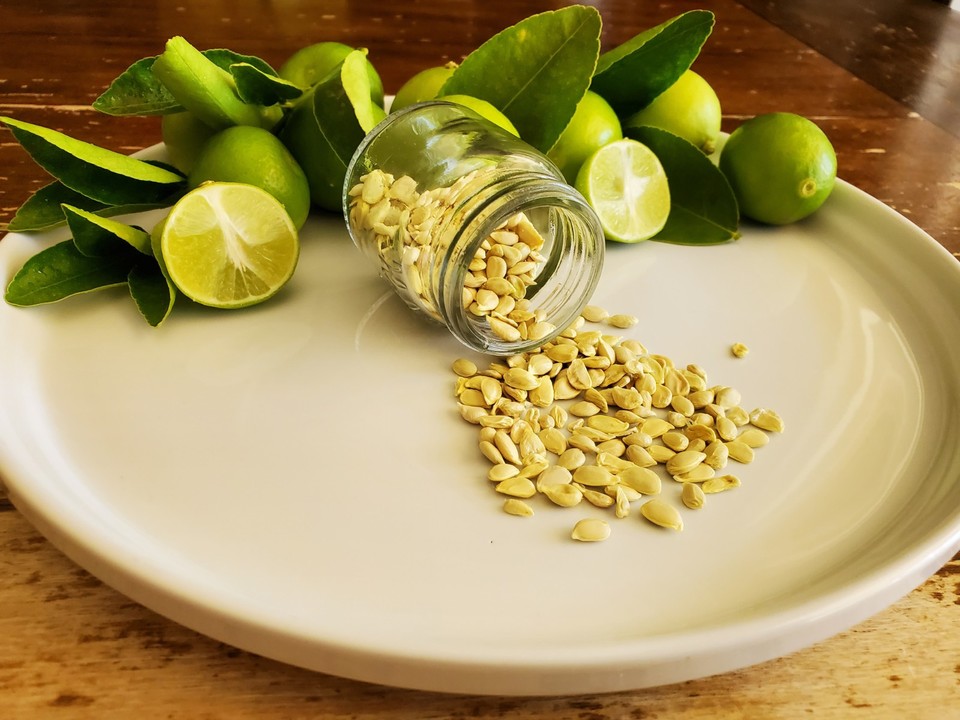 Key Lime seeds are back in stock! 12 Pack of seeds, harvested Jan 2025 ...