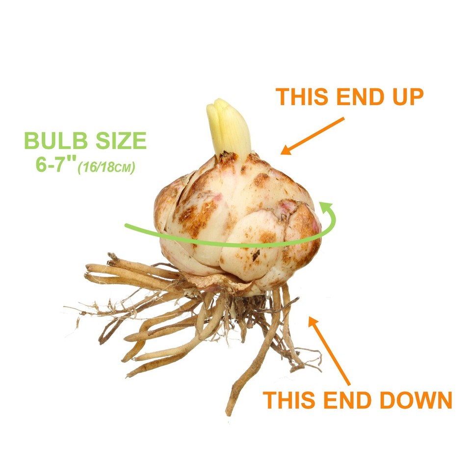 Garden State Bulb Aztec Lily Sprekelia Formosissima Flower Bulb, 16 ...