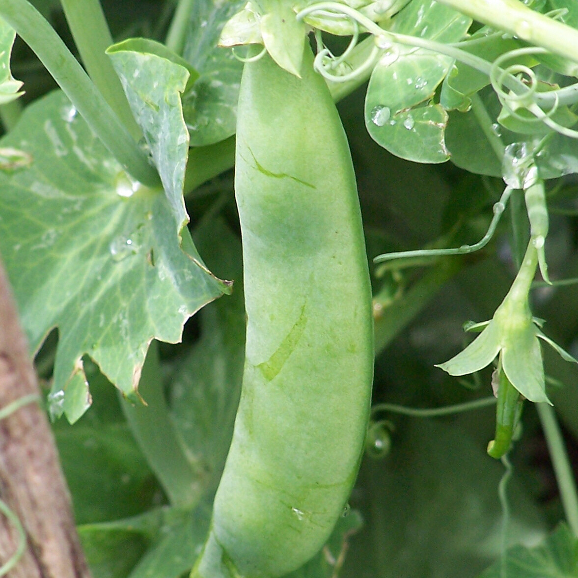 Pea GREENFEAST 25 Seeds HEIRLOOM WINTER Vegetable Garden AUSTRALIAN ...