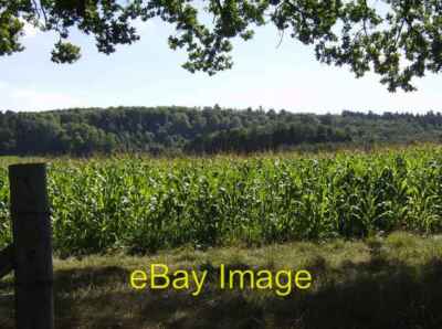 Photo 6x4 Maize at Bix Bottom The ripening maize glints in the strong ...