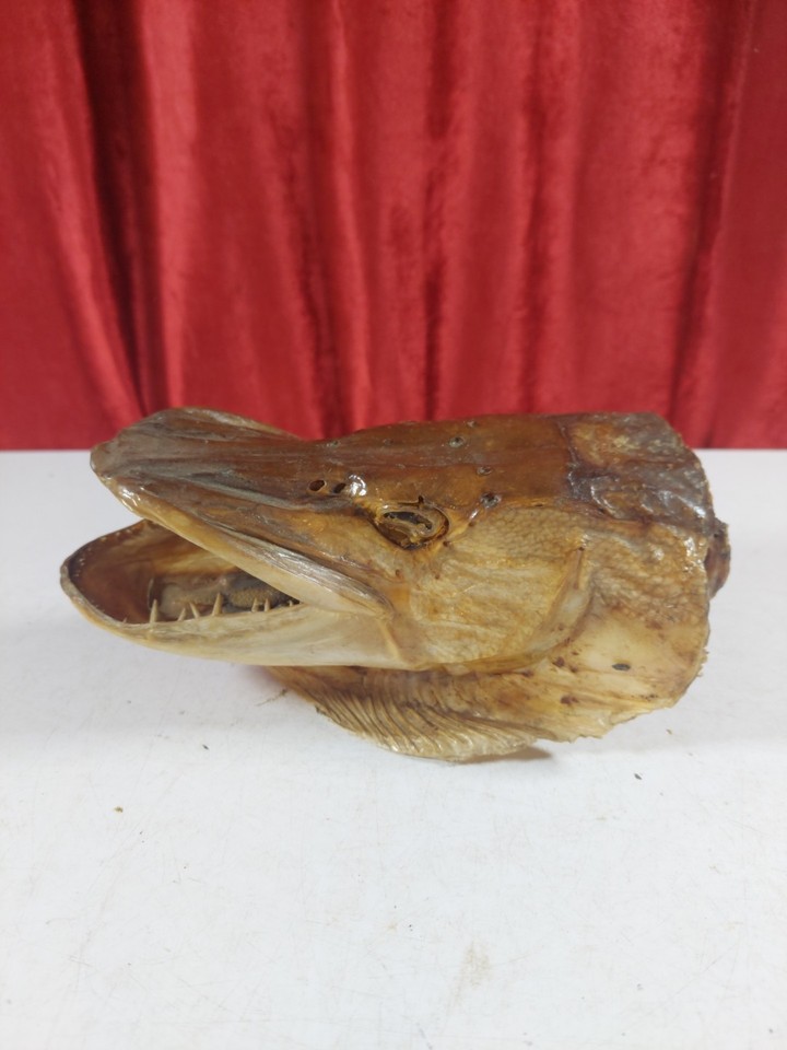Vintage Taxidermy Pike Fish Head | eBay UK
