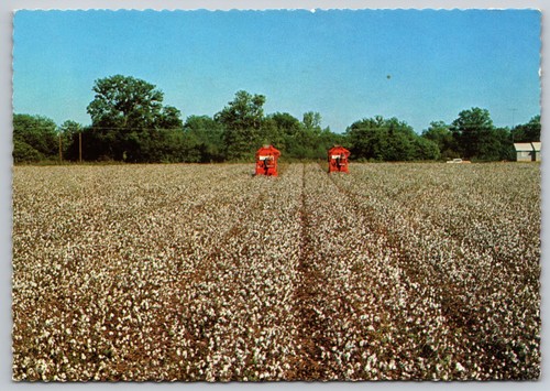 Mechanical Cotton Pickers in Cottonfield - Red Machines (6 X 4 in ...