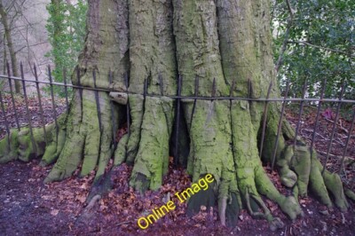 Photo 6x4 Fence-eating tree Kirkby Lonsdale c2013 | eBay UK