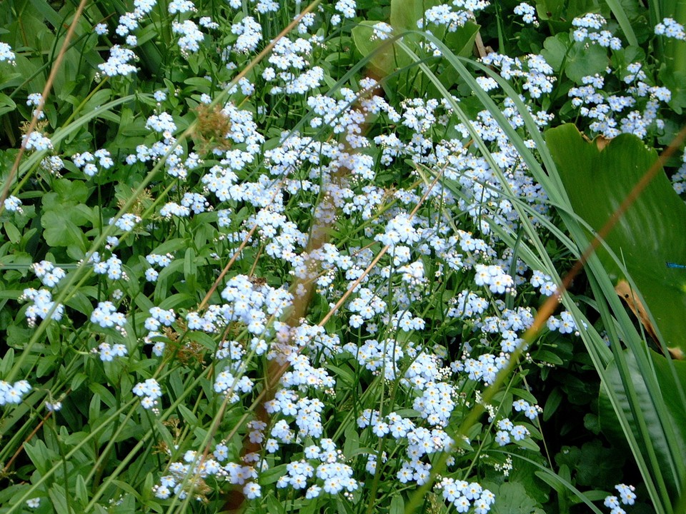 Water Forget Me Not Plant Aquatic Fish Pond Live Plant Marginal Bog ...