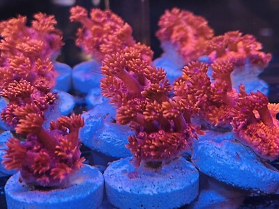 Red Goniopora (Goni) Frag Ultra Live Coral | eBay