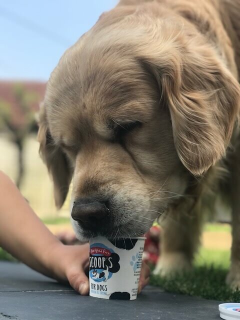 Scoops Dog Ice Cream-6 x 125ml Tubs | eBay UK