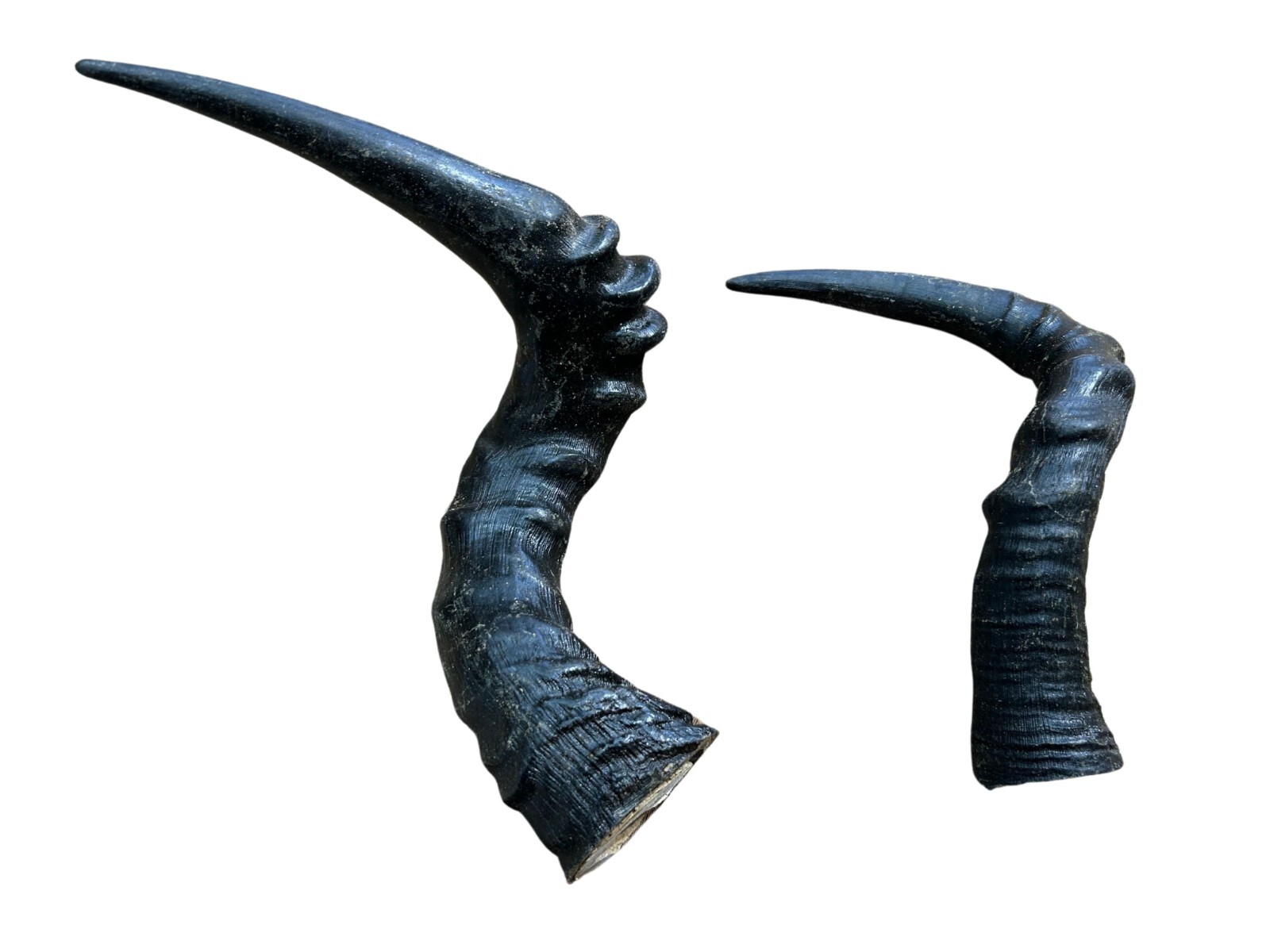 Red Hartebeest Horn, 1 Antelope Horn, Deer Horn Average Size: 19 to 21 ...