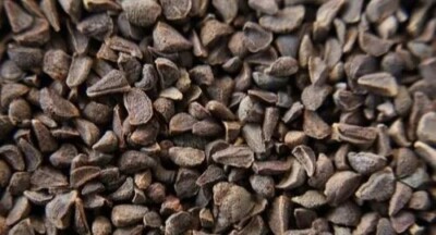Harmal Harmala Natural Organic Seeds Wild Rue Syrian Herb Pure seeds ...