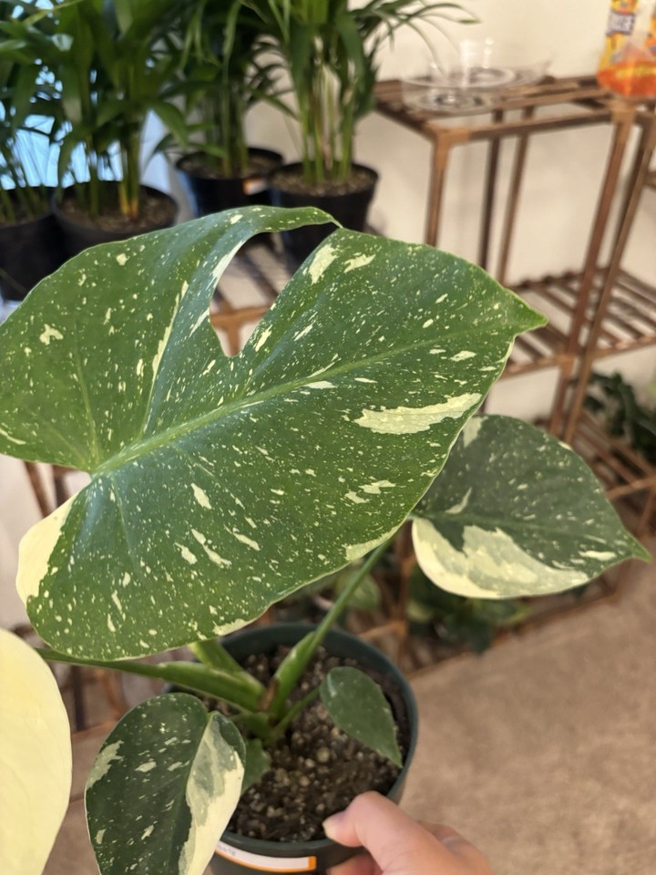 Monstera Thai Constellation 6’’ Pot Live Plant #N9 | eBay