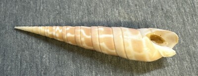 *Terebra dimidiata (Dimidiate Auger) w/Operculum 96.7mm !!! | eBay