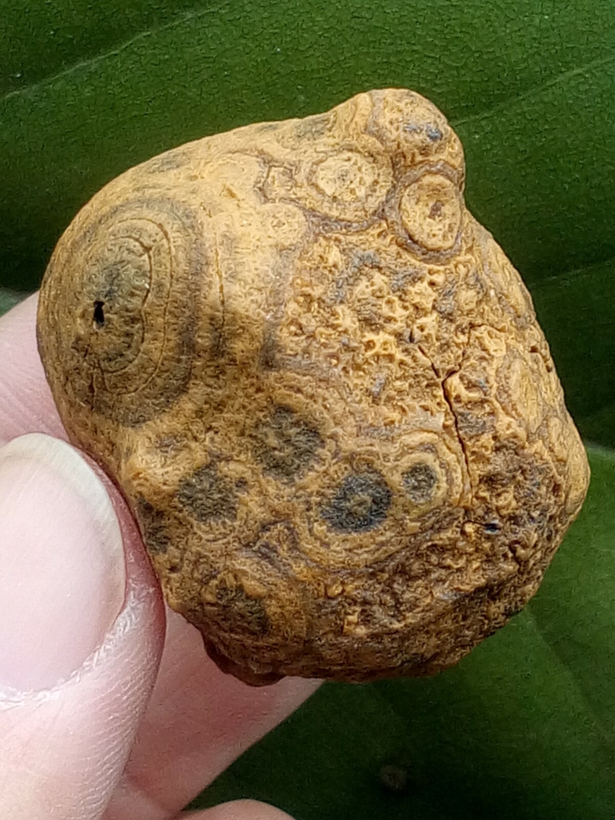 43mm Natural Gobi eye stone collection specimen china | eBay