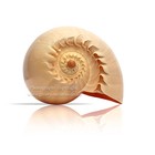 Extra Large Melon Shell Large Polished 22.5 cm to 25 cm Beach SeaShell ...