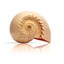 Extra Large Melon Shell Large Polished 22.5 cm to 25 cm Beach SeaShell ...