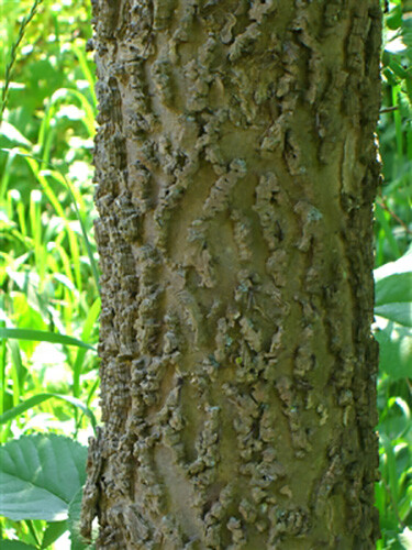 Hackberry, Celtis occidentalis, Tree Seeds (Fast, Hardy, Fall Color ...