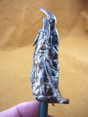 (g627-5) LARGE Gator FOOT Back Scratcher PAW ALLIGATOR backscratcher ...