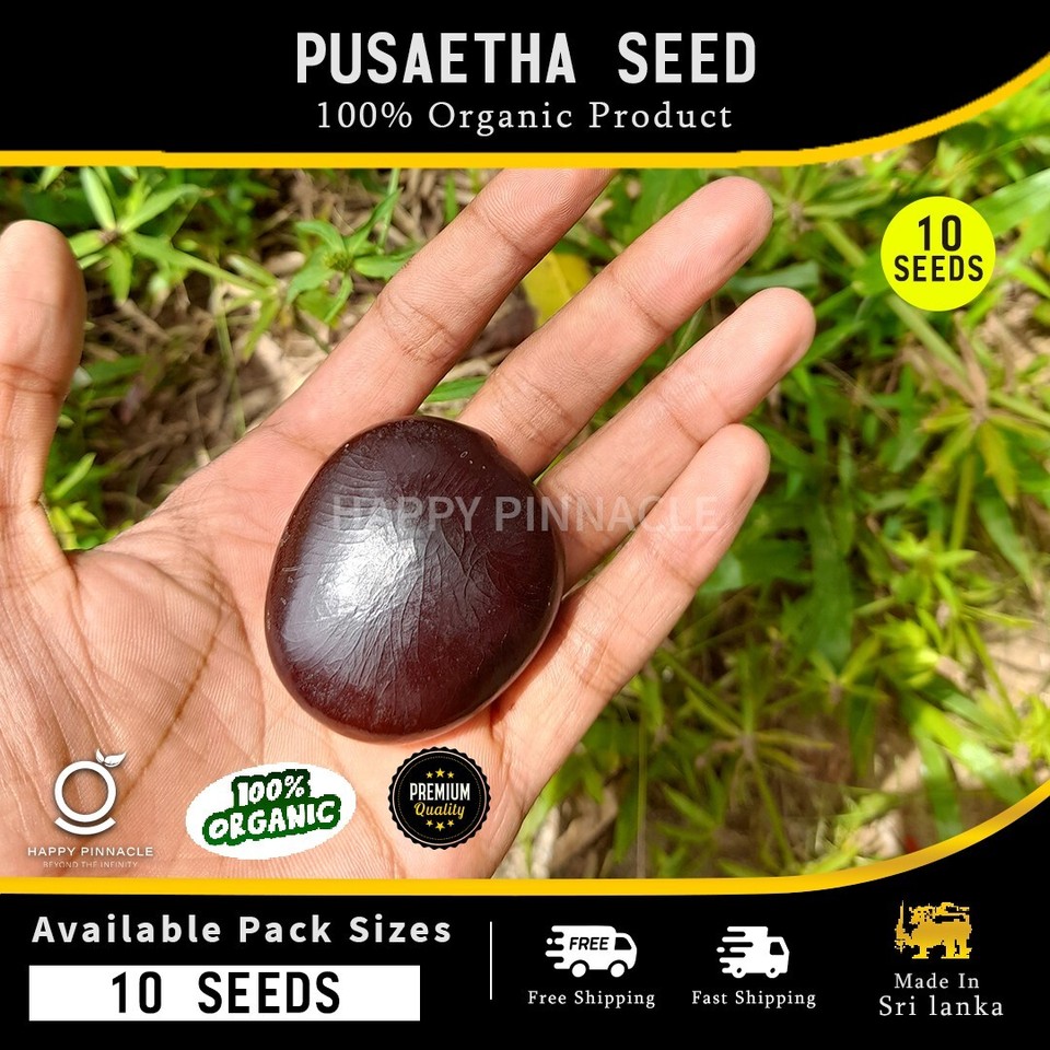 10+ African Dream Sea Seed Entada Herb Kakkumkaya Rheedii Bean Pusaetha ...