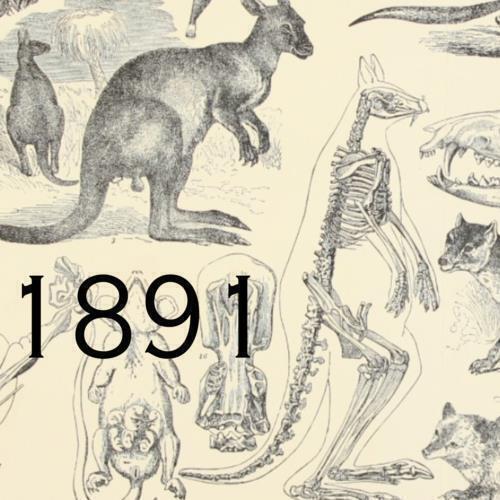1891 KANGAROO MARSUPIALS SLOTH SKELETON TASMANIAN DEVIL VICTORIAN ERA ...